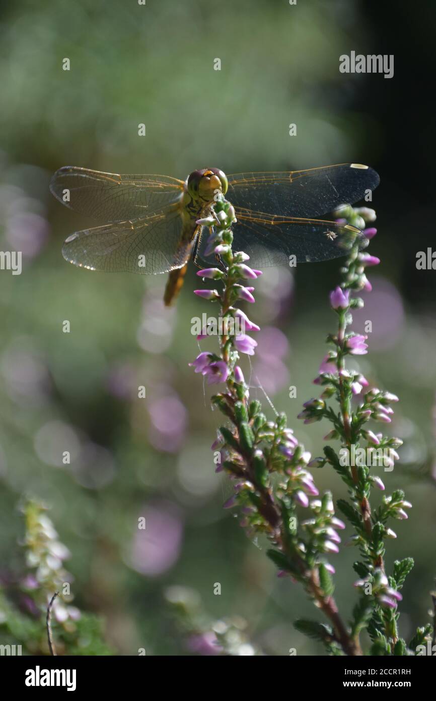 Dragonfly facing camera hi-res stock photography and images - Alamy