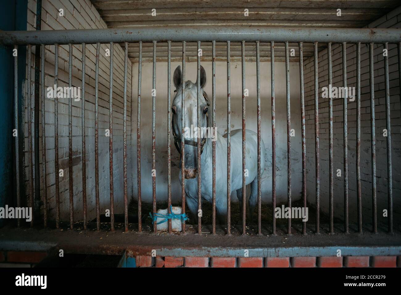 Gray horse in harness close hi-res stock photography and images - Alamy