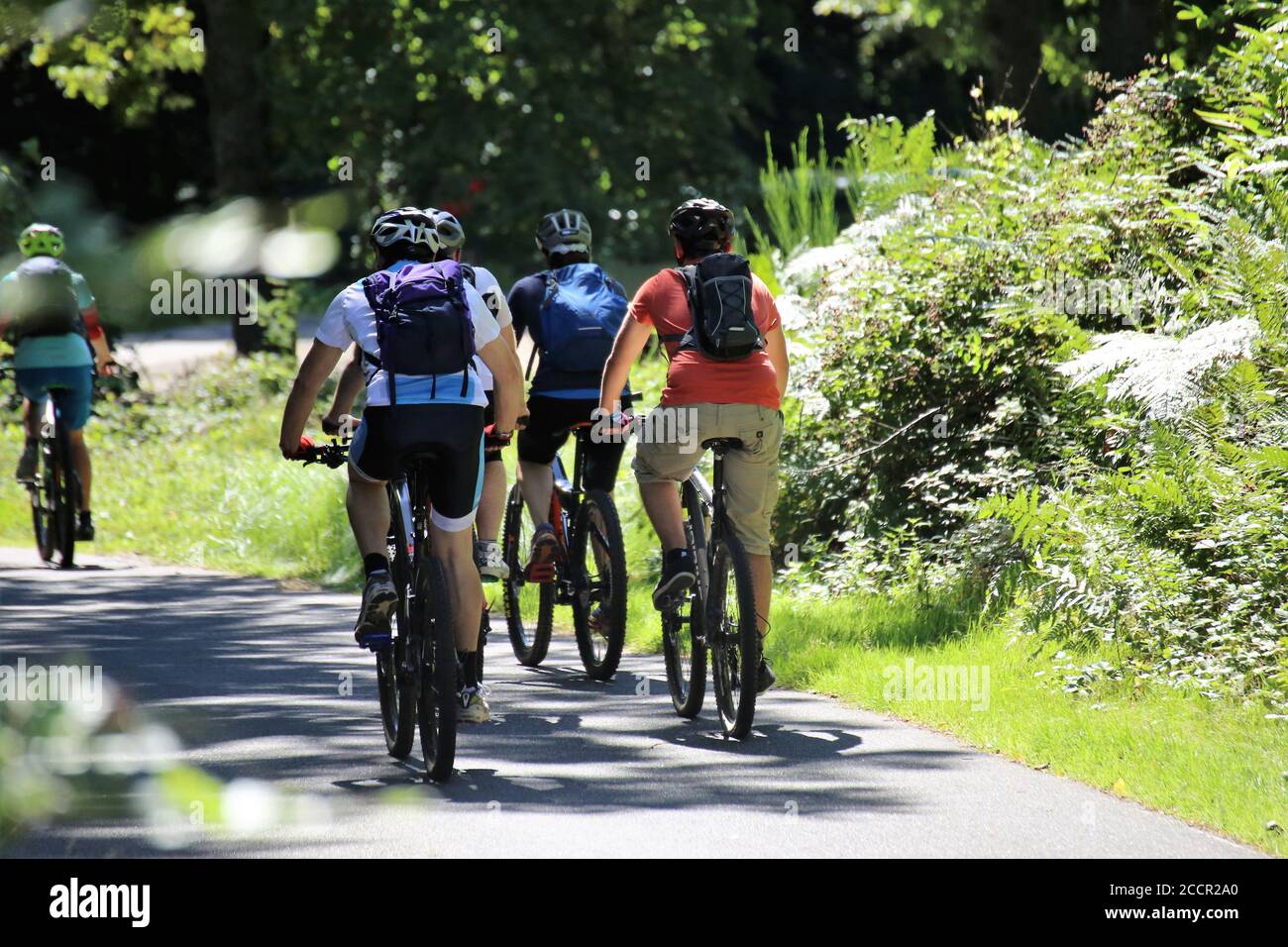 Group of mountain bikers cycling in the forest Stock Photo - Alamy