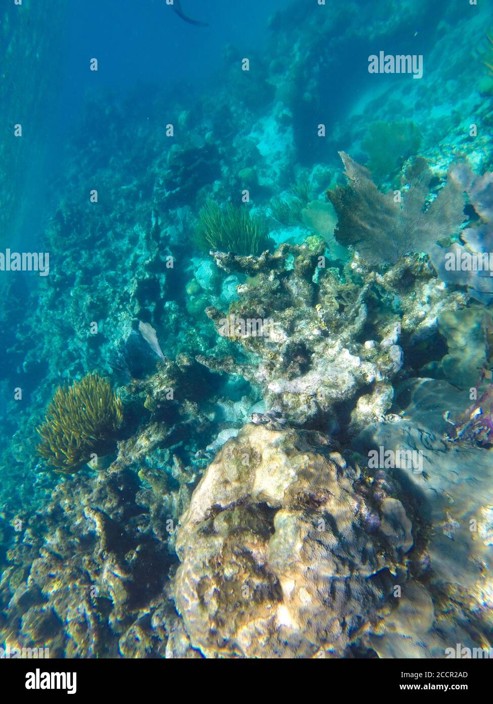 Vertical closeup shot of coral reefs taken from underwater Stock Photo ...