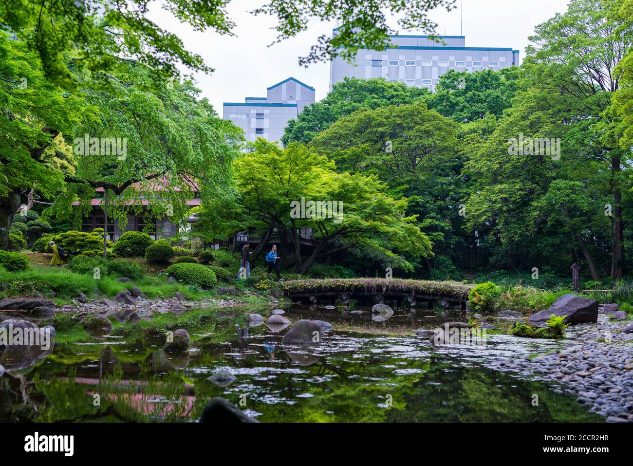 Beautiful view of a pond surrounded by nature in Koishikawa Botanical ...