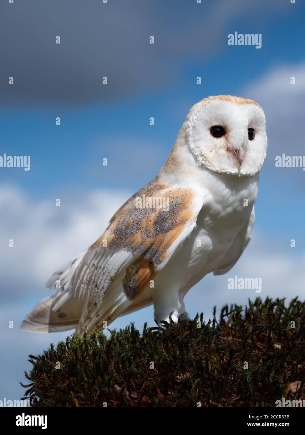 Barn owl. Tyto alba Stock Photo - Alamy
