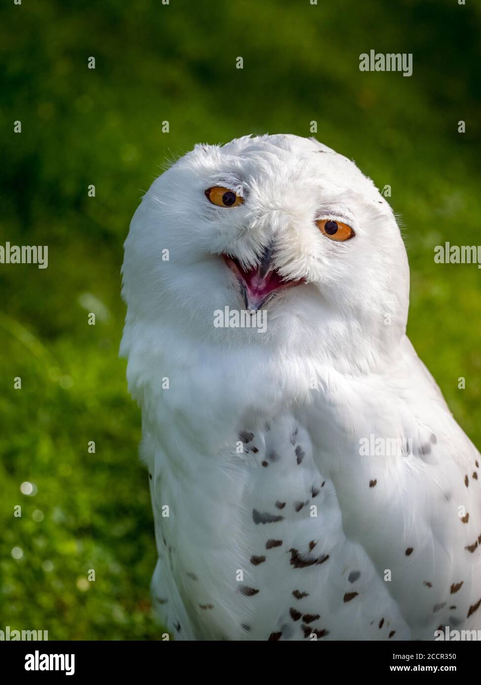 Owl smile hi-res stock photography and images - Alamy