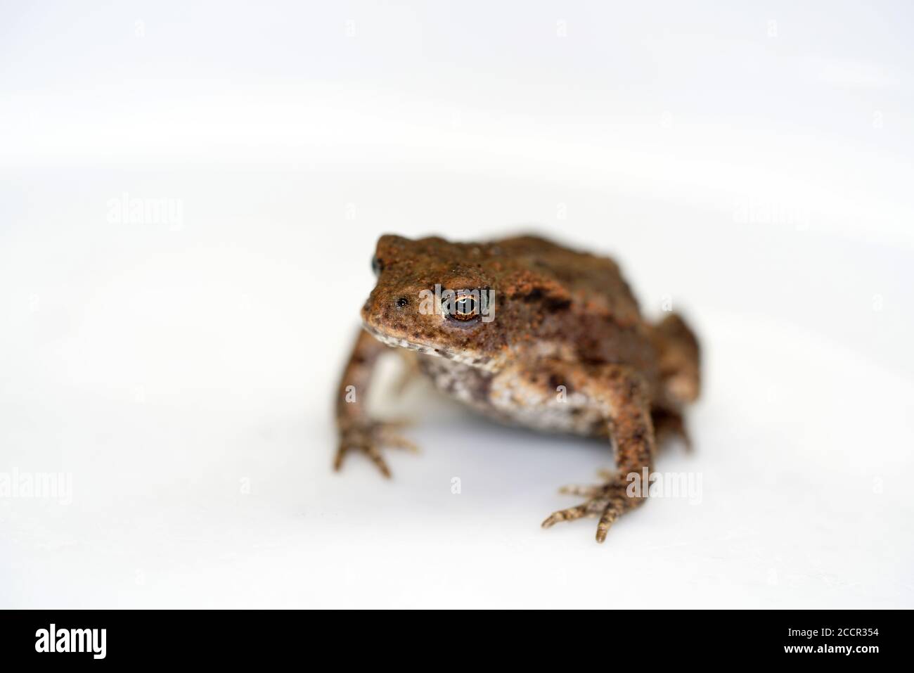 Isolated shot of a toad on white background Stock Photo - Alamy