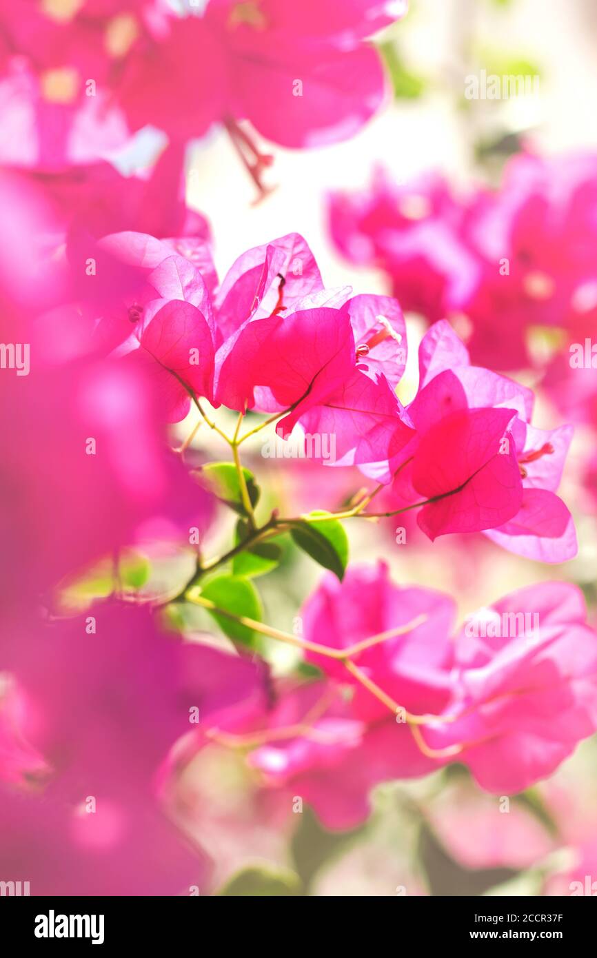 Pink flowers; summer flowers, floral background Stock Photo - Alamy