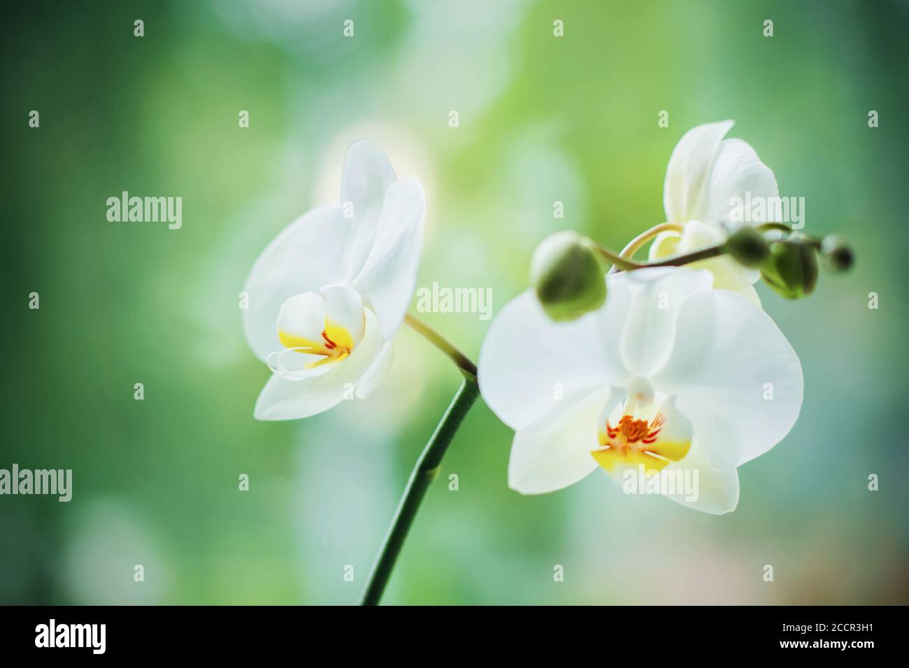 Thin petal flower hi-res stock photography and images - Alamy
