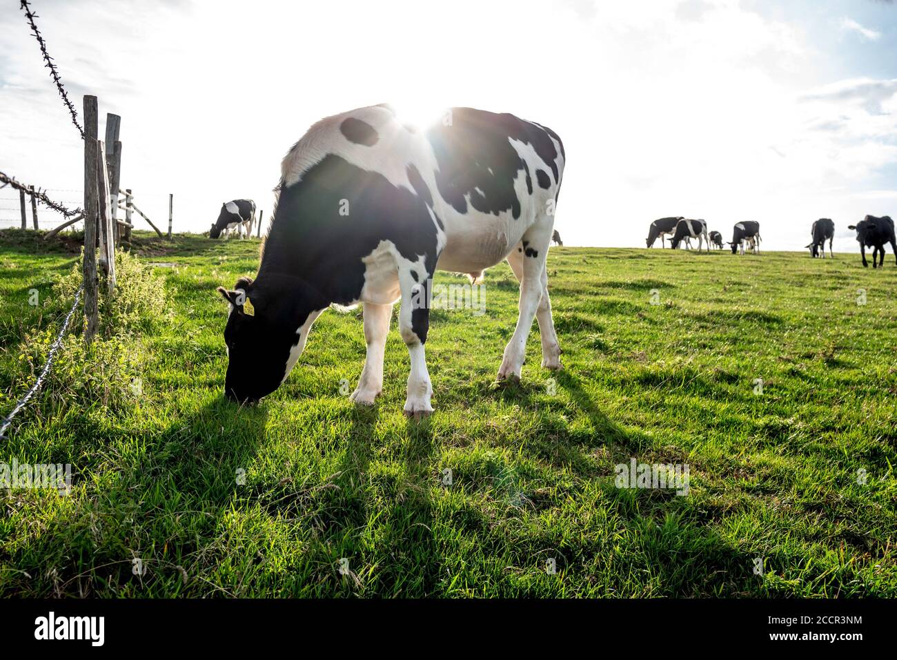 Brighton August 23rd 2020: Bullock at a dairy farm in Ovingdean, near ...