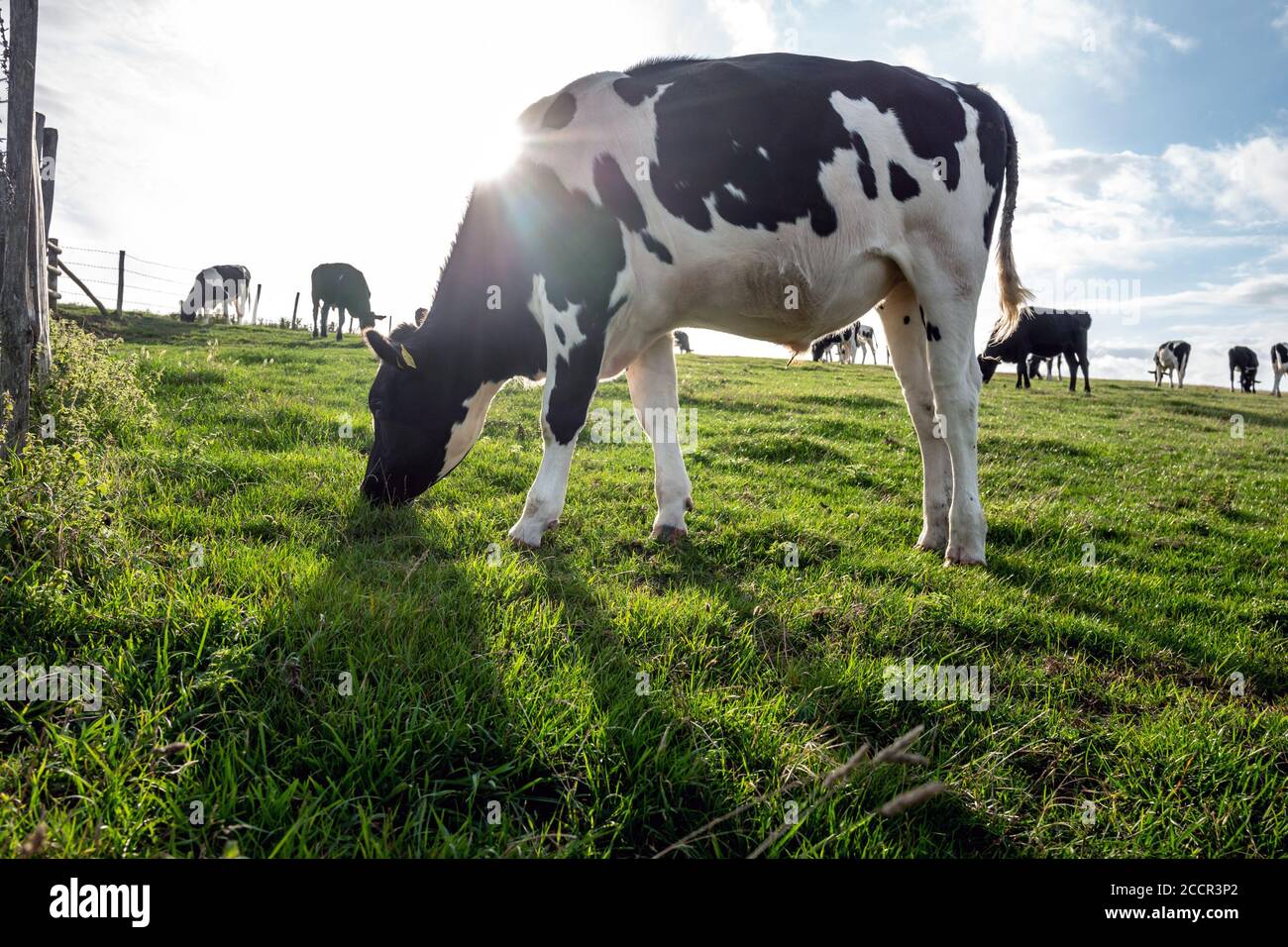 Brighton August 23rd 2020: Bullock at a dairy farm in Ovingdean, near ...