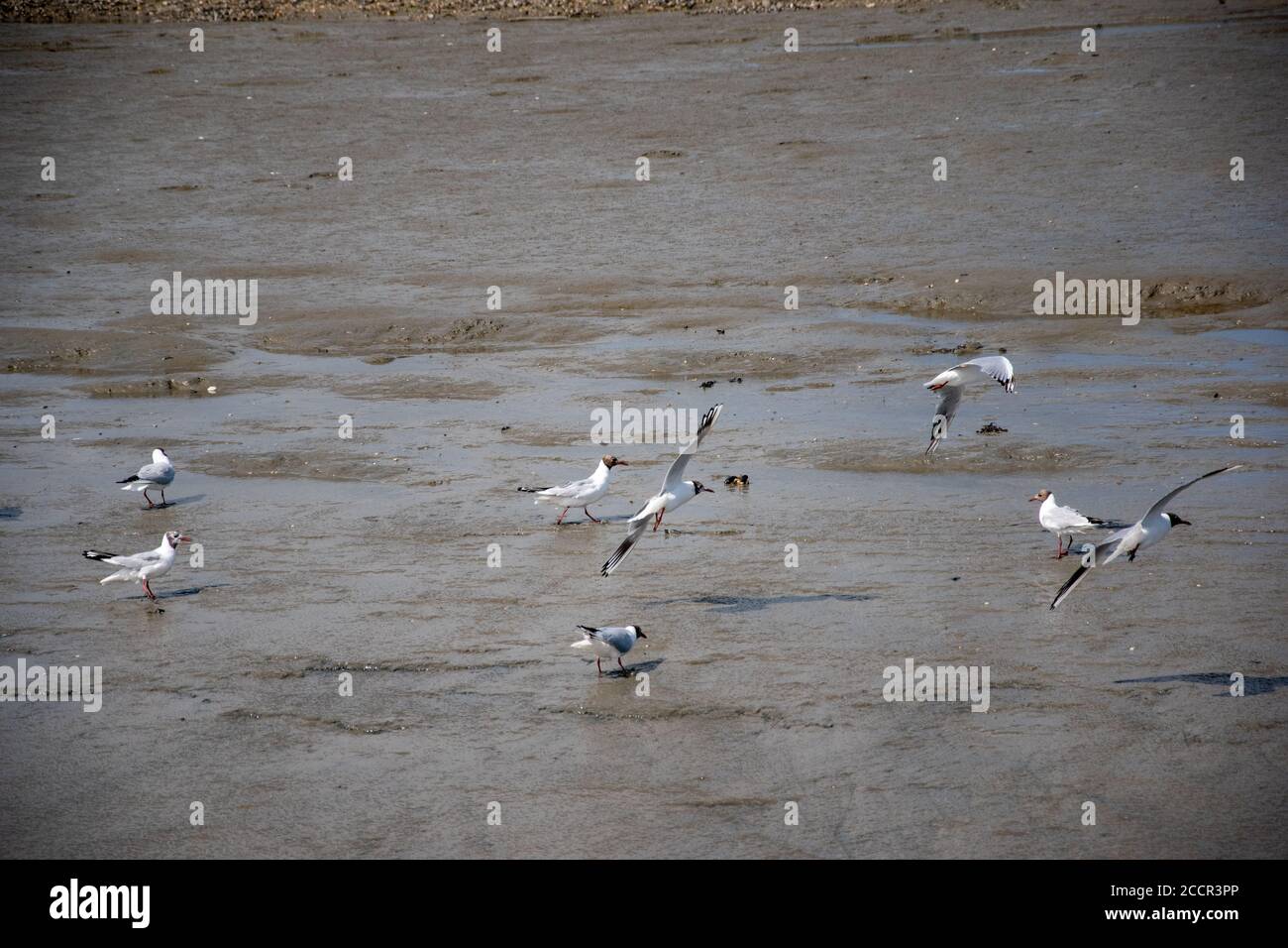 Landscape shot of seagulls in a beach Stock Photo - Alamy