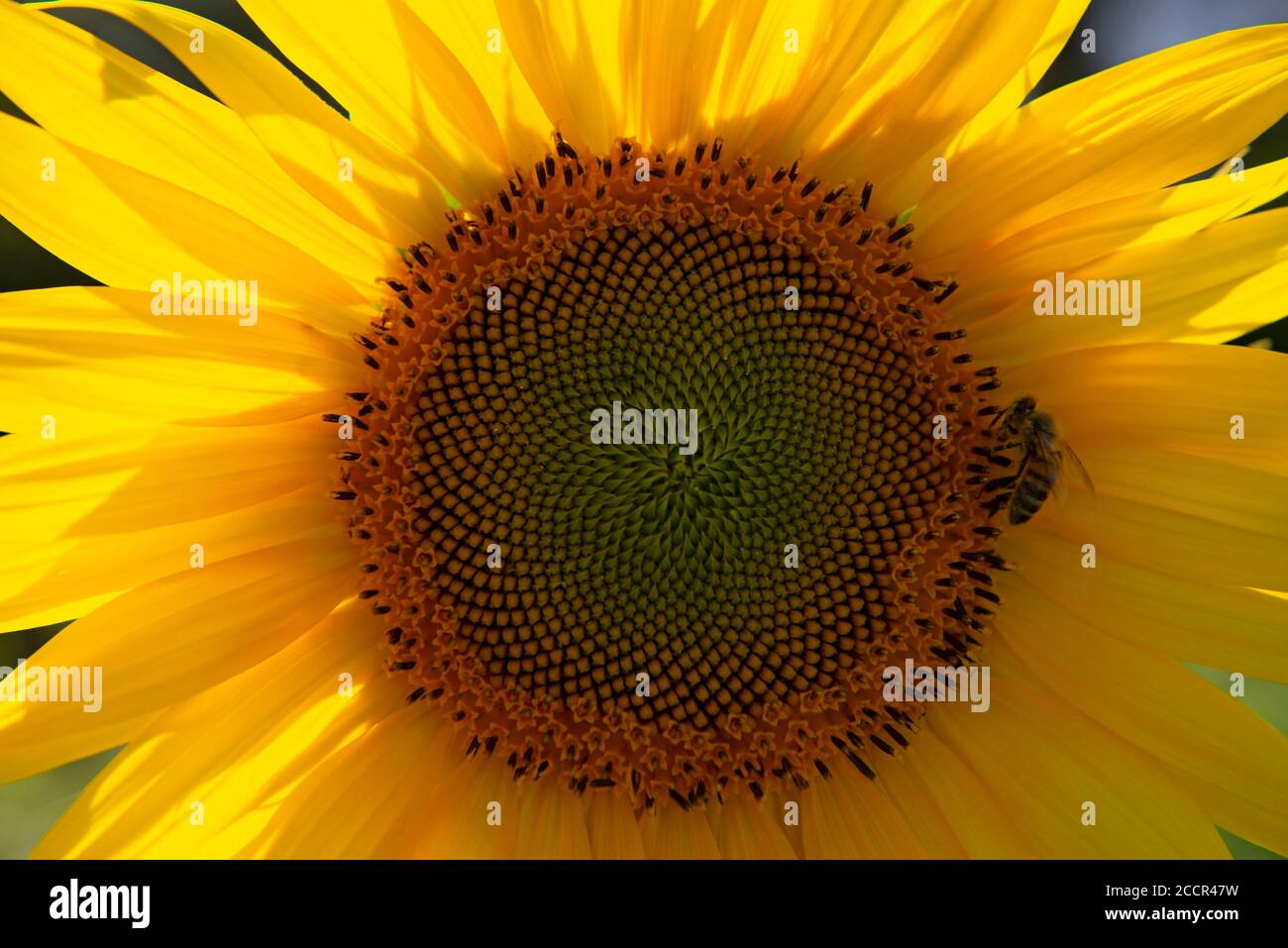 Helianthus kingdom hi-res stock photography and images - Alamy