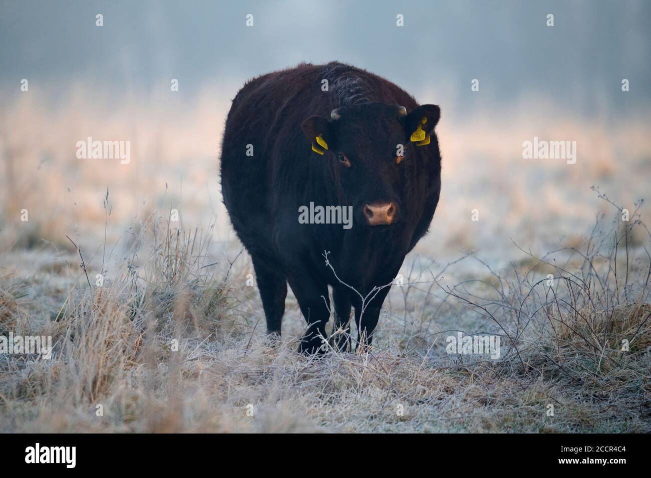 A Cow-Bos taurus, stands in field on a frosty winters morning at ...