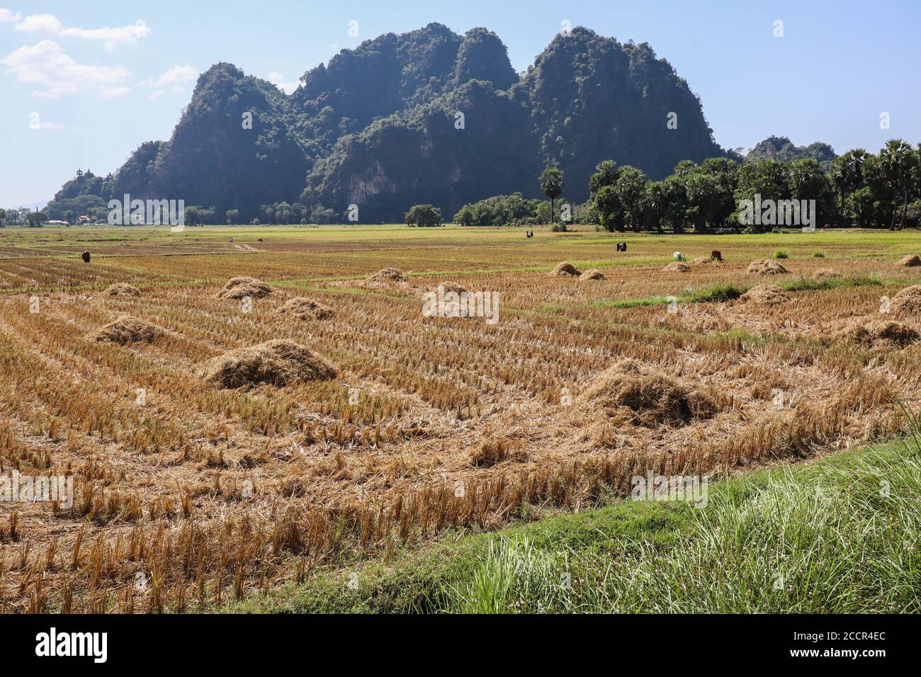 Burmese rural landscape: rice fields, cows, forest and karst limestone ...