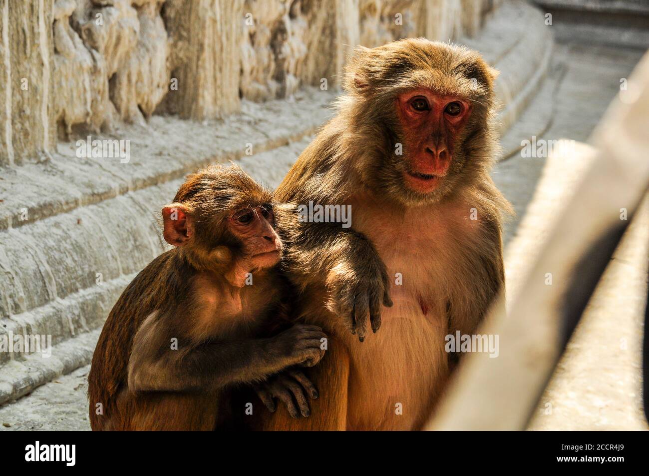 Kathmandu monkey temple hi-res stock photography and images - Alamy