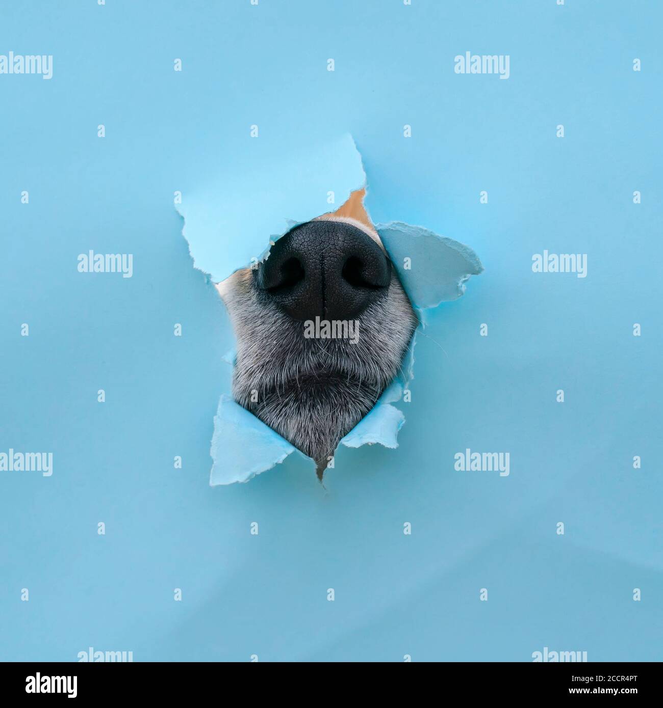 curious wet black dog nose poke in a hole in a torn and crumpled blue ...