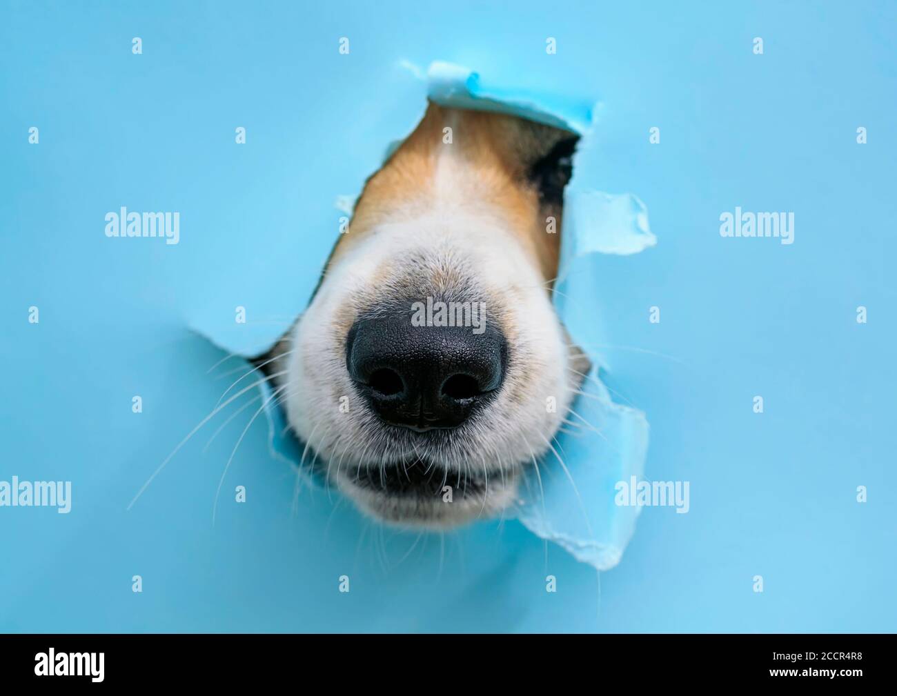 curious wet black dog nose poke in a hole in a torn and crumpled blue ...