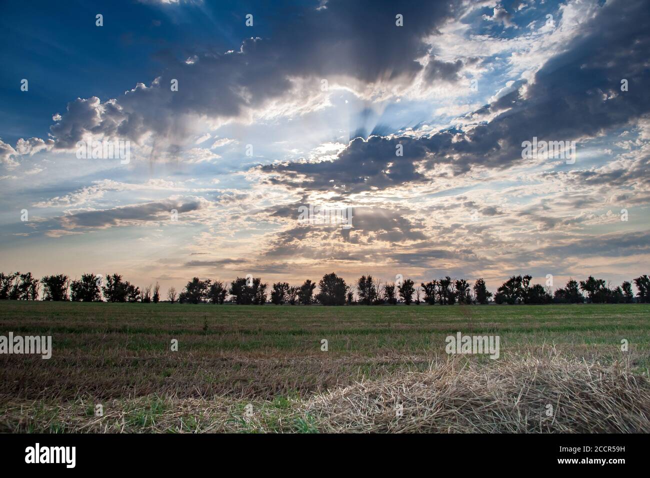 Straw bales on farmland with blue cloudy sky. Farmer's field after ...