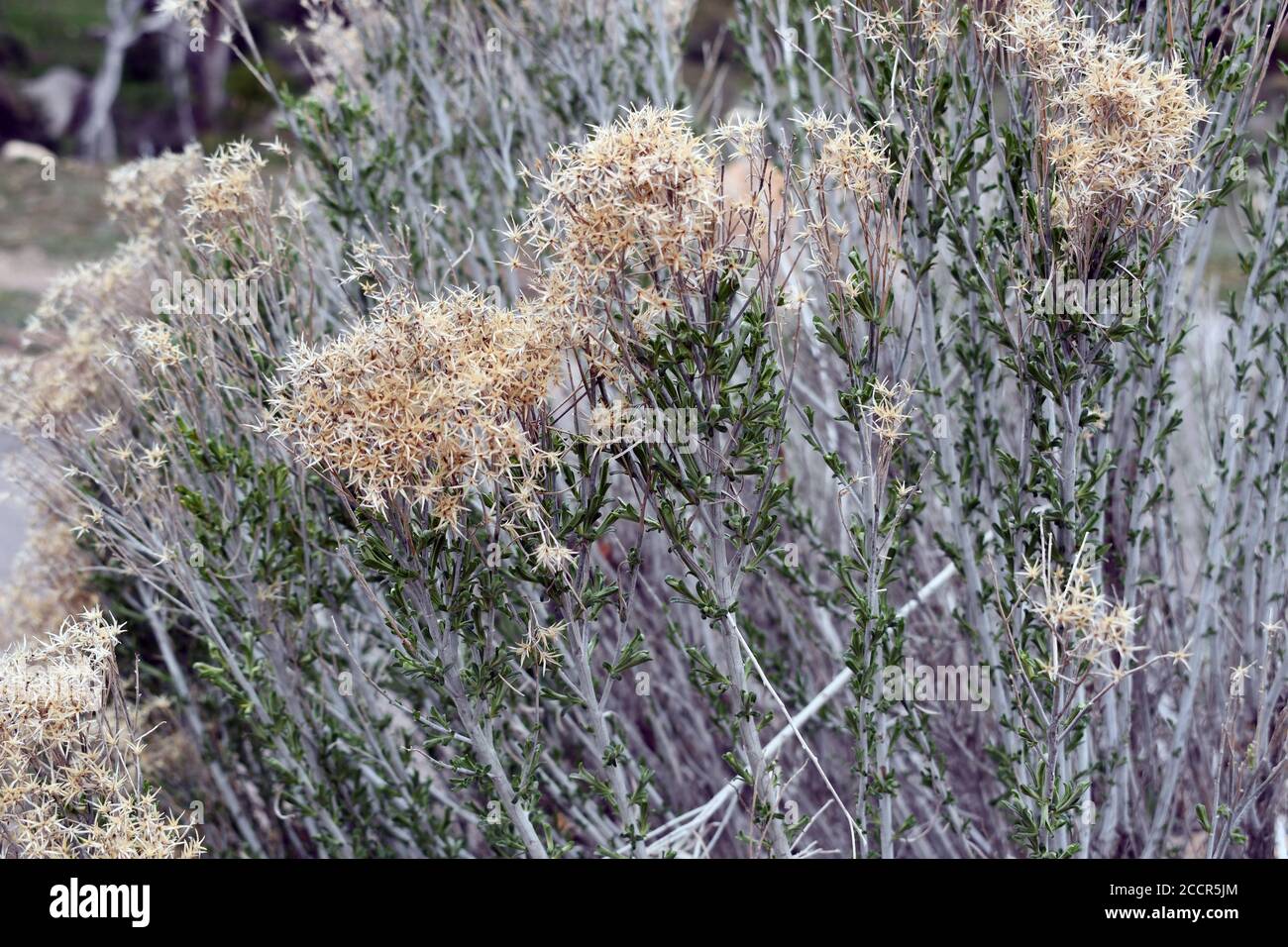 Closeup shot of growing plants in the greenery at daytime Stock Photo ...