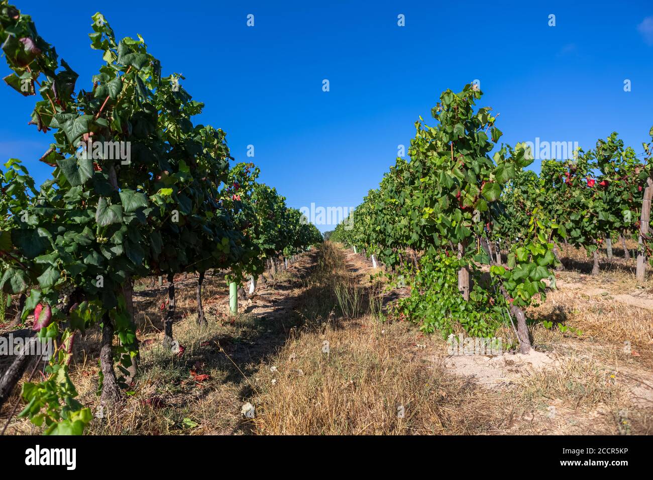 View of a farm, agricultural fields with vineyards, typically ...