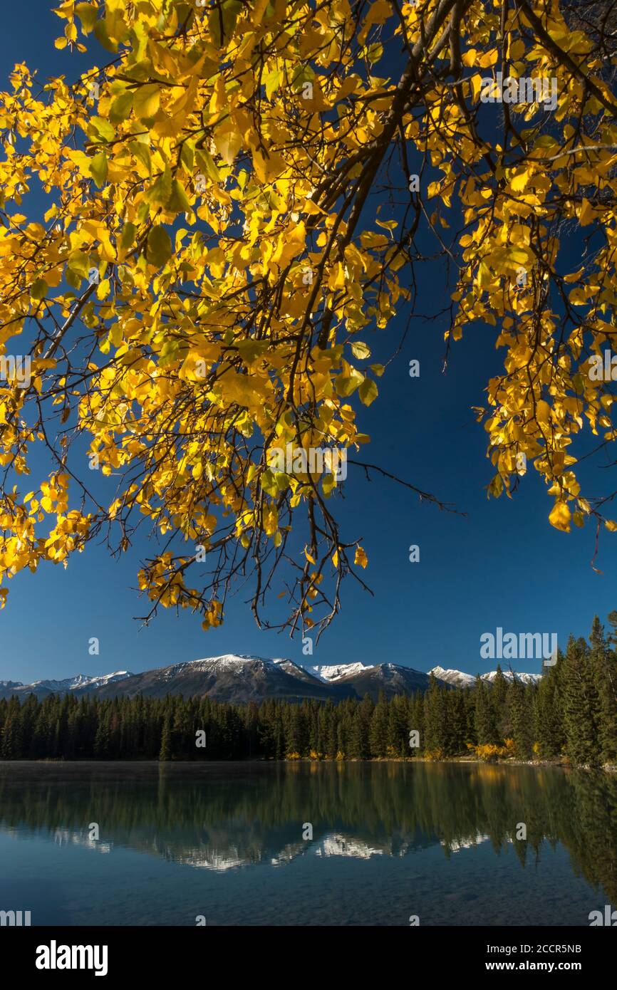 Tree over Lake Edith Stock Photo - Alamy