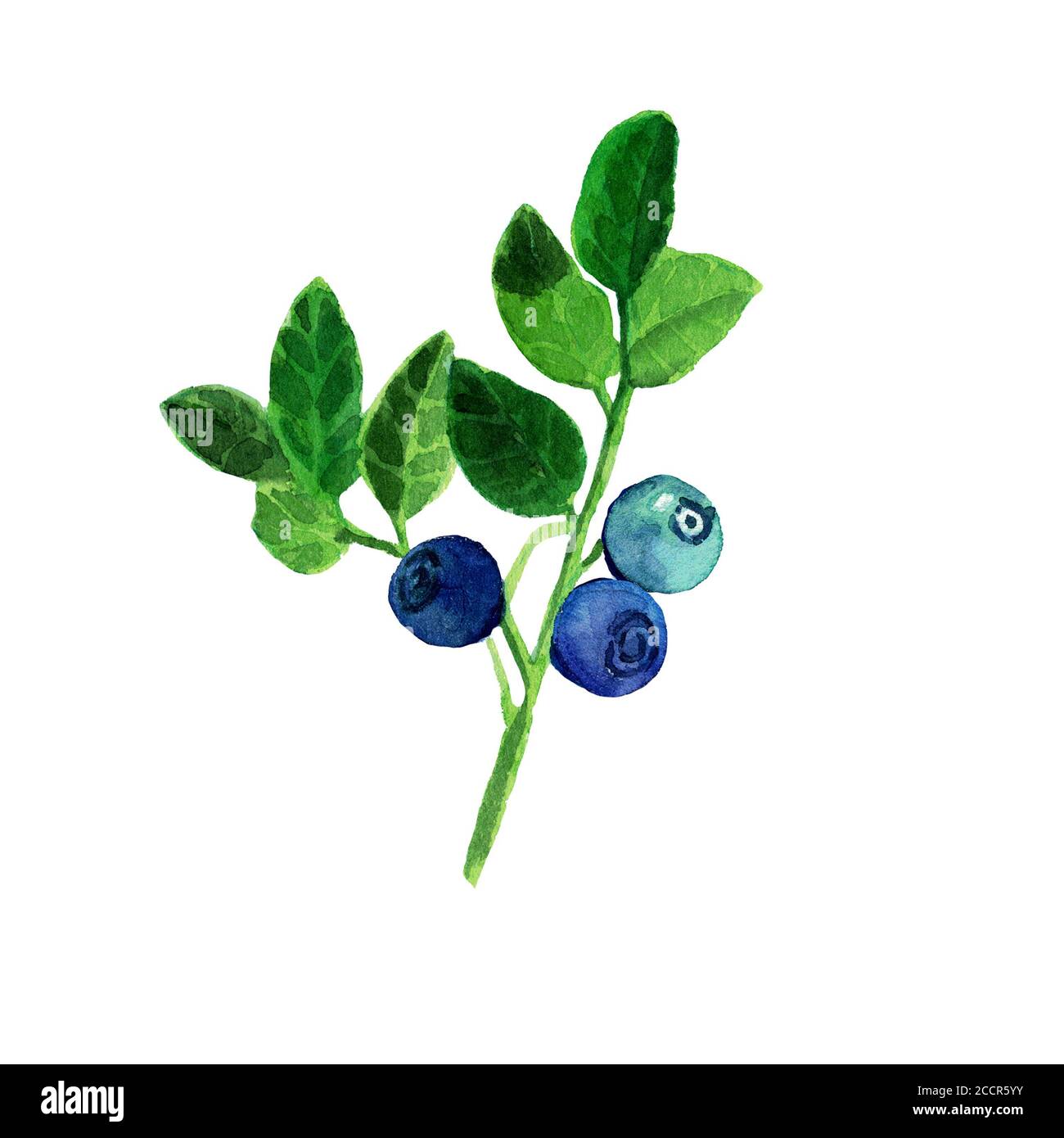 Blueberry Bush Drawing