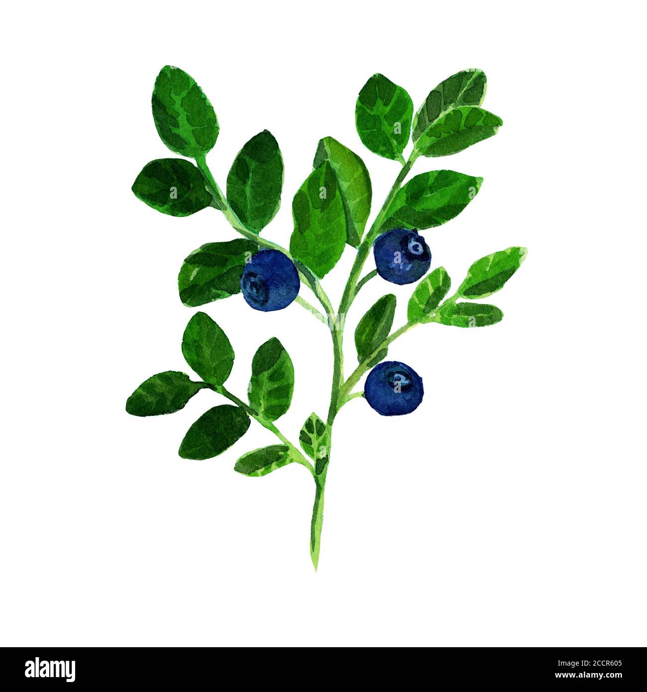 Blueberry Bush Drawing