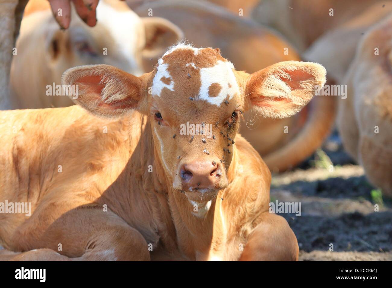 Cute little calf, with swarming flies on the head, in shadow on hot ...