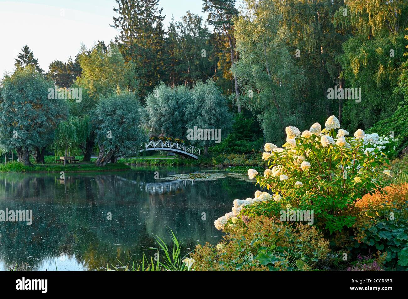 bush with big white flowers in park near pond Stock Photo - Alamy