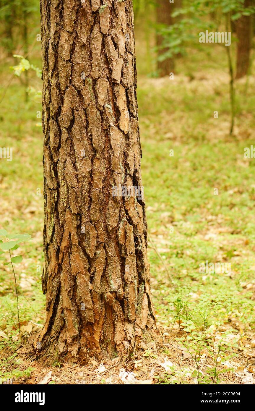 Vertical shot of the trunk of a tall tree in the woods Stock Photo - Alamy