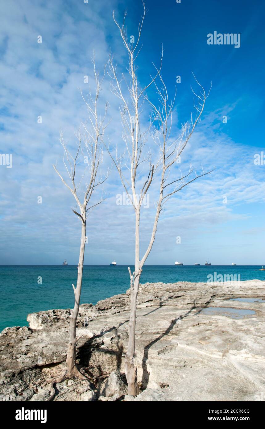 The view of dry dead trees on Grand Bahama island eroded coastline with ...
