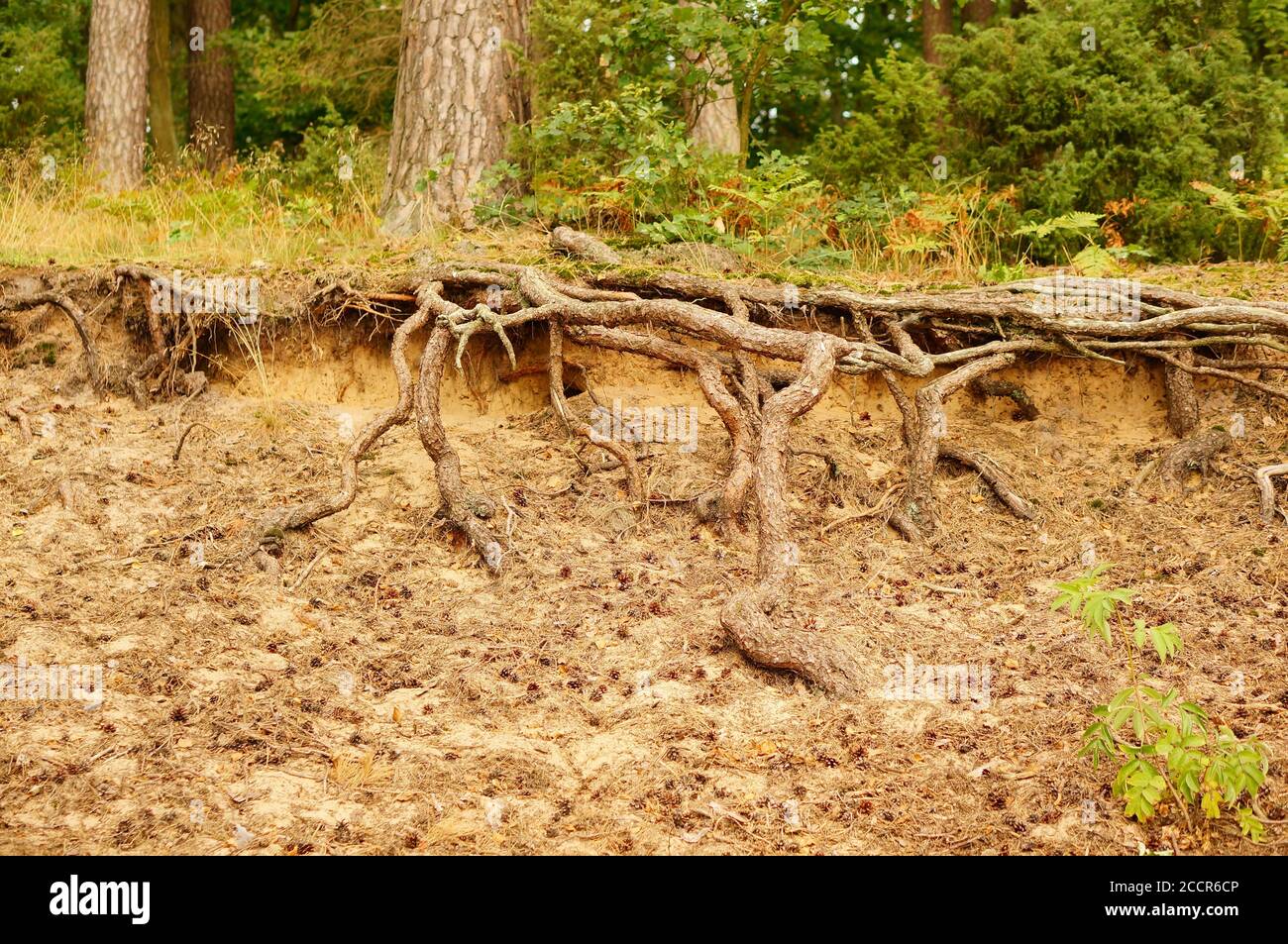 Old maple tree roots with moss hi-res stock photography and images - Alamy