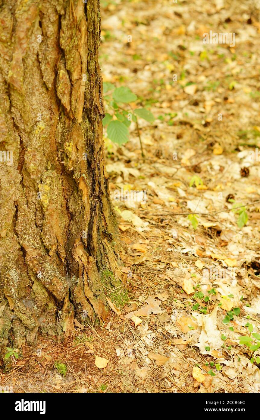 Vertical closeup of the lower part of the trunk of a tree in the woods ...