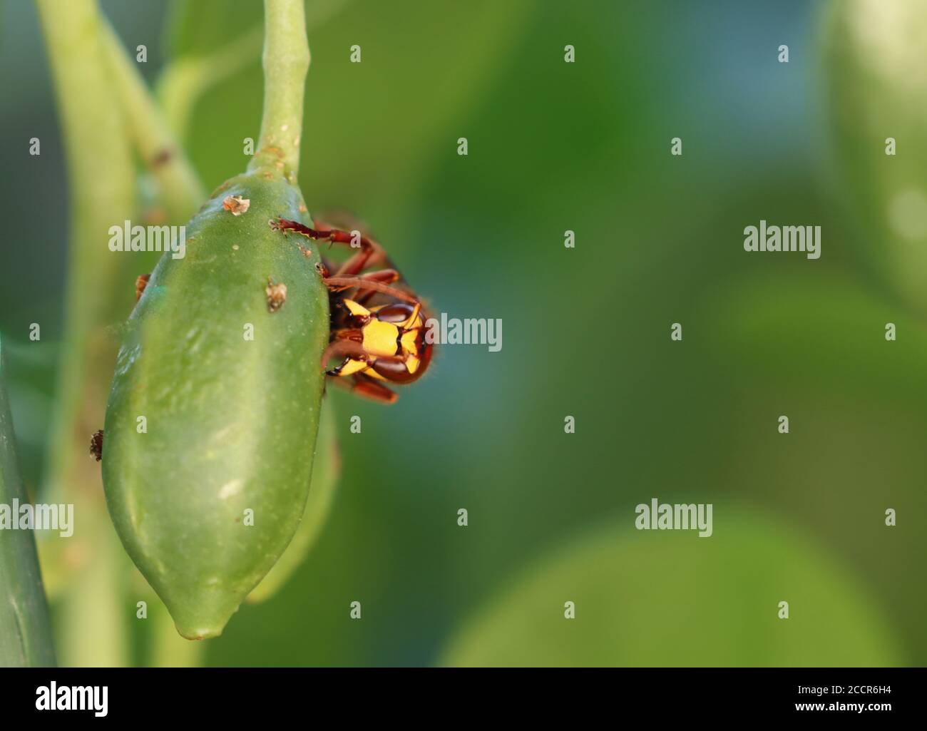Selective focus closeup shot of a hornet insect collecting seeds from a ...