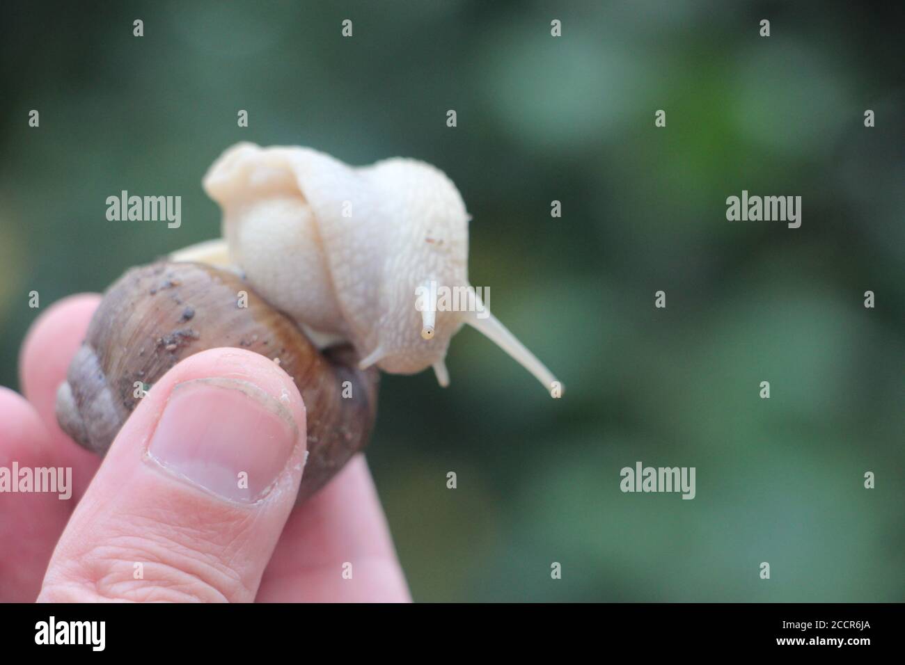 Hand holding vineyard snail in green background. Person holds snail in ...
