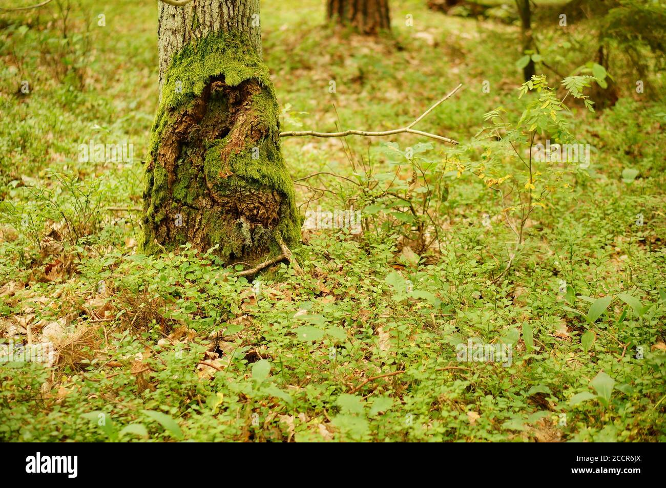 Closeup of the lower part of the trunk of a tree in the woods Stock ...