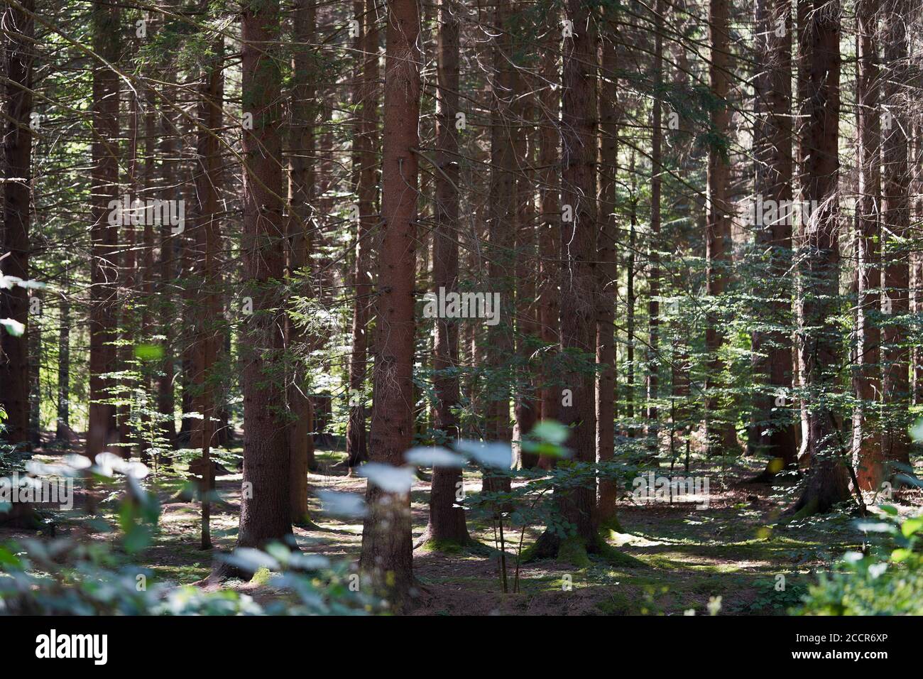 Scenic view of spruce trees. Spruce forest on a sunny day Stock Photo ...