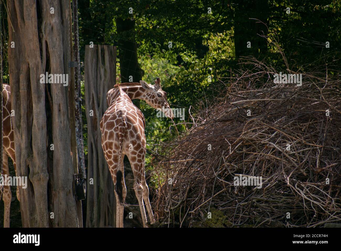 Closeup of a giraffe eating dried hay in Zoo Osnabruck Stock Photo - Alamy