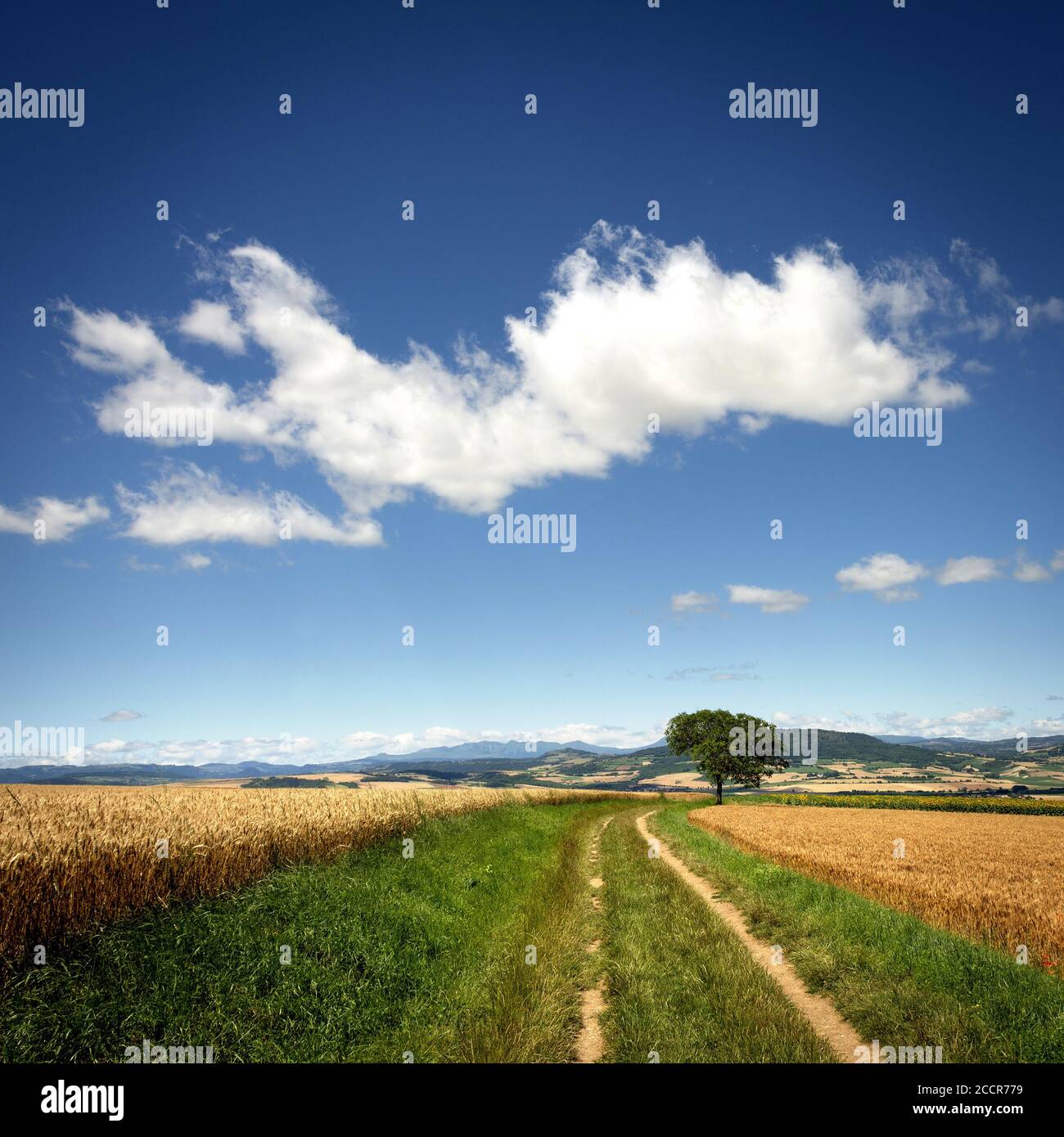 Beautiful scenery of a path in the countryside with a single tree in ...