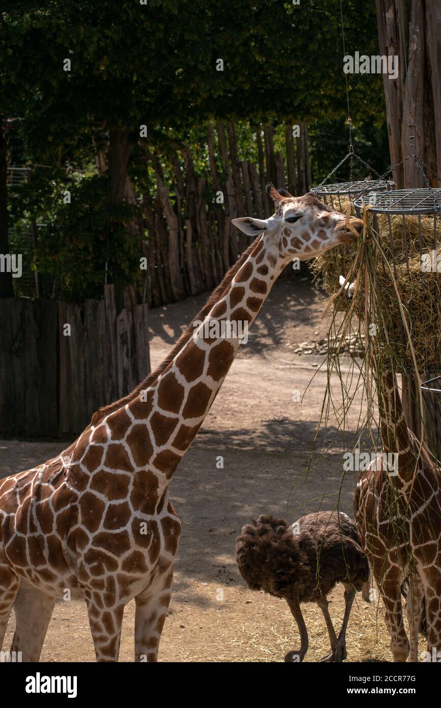 Vertical shot of a giraffe while eating from hanging wire containers ...