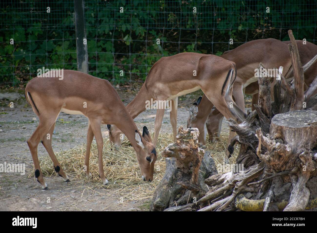 Welded animals hi-res stock photography and images - Alamy