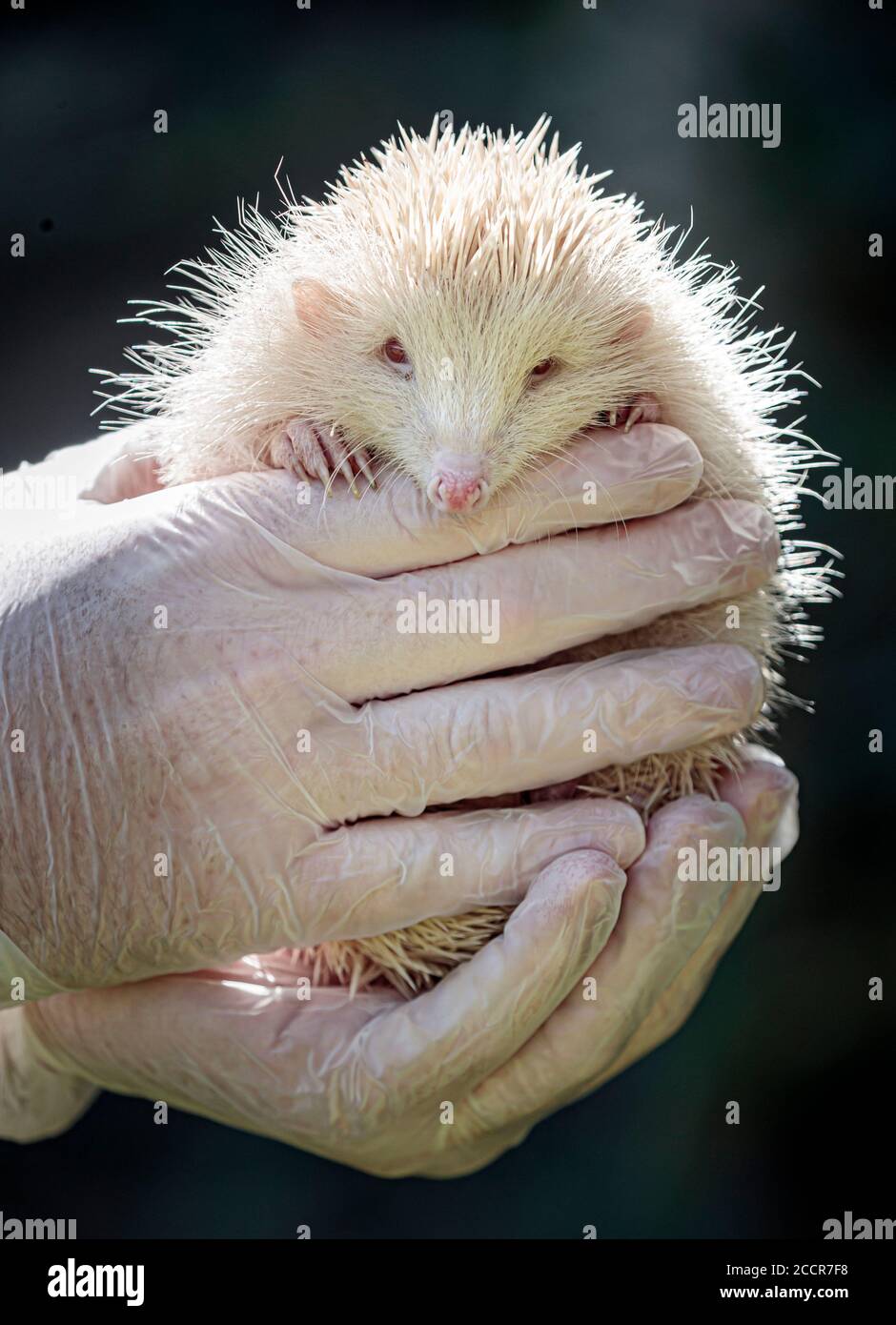 Jack Frost, an ultra rare albino Hedgehog, that has been rescued by ...