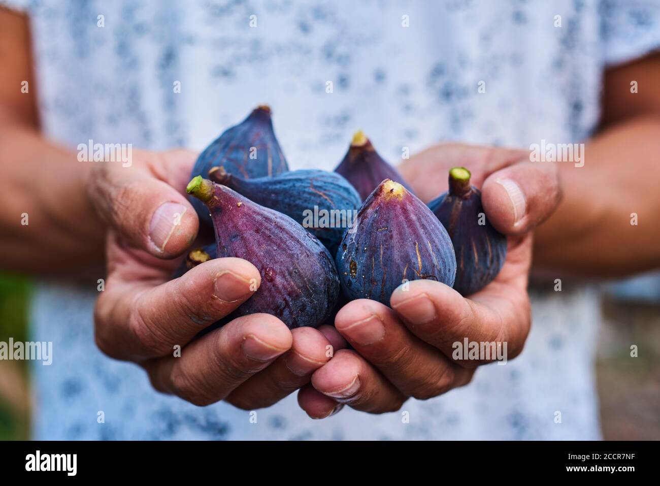 closeup of a young caucasian man outdoors with a handful of ripe figs ...