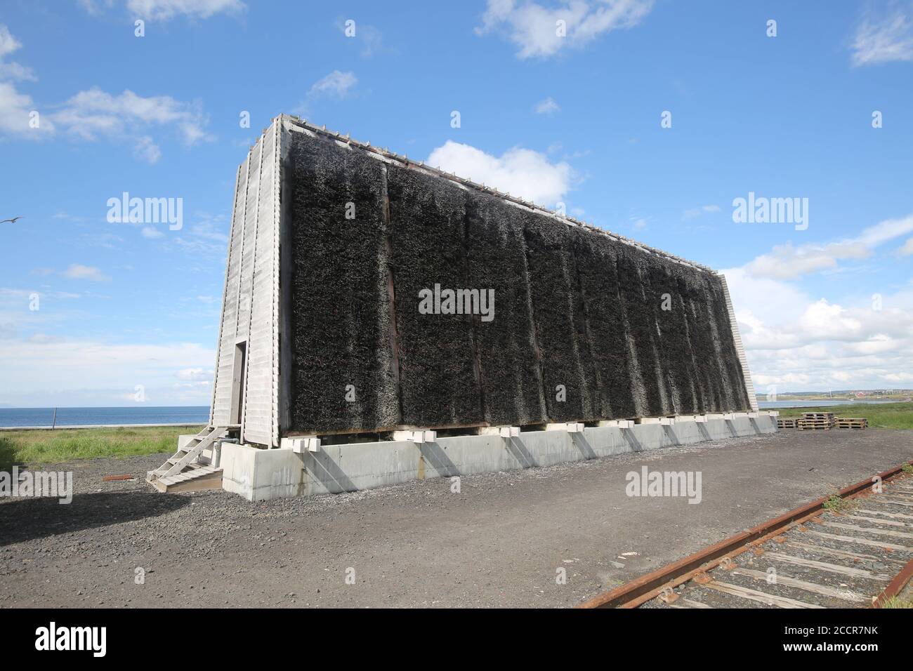 Ayr, Ayrshire, Scotland, UK, 19 August 2020 : The first & only thorn ...