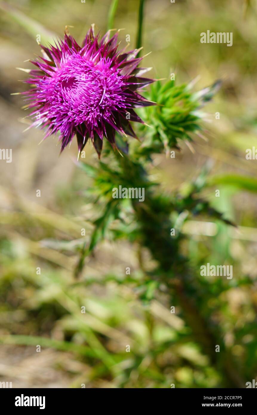 View of a purple thistle flower in Grand Teton National Park in Jackson ...