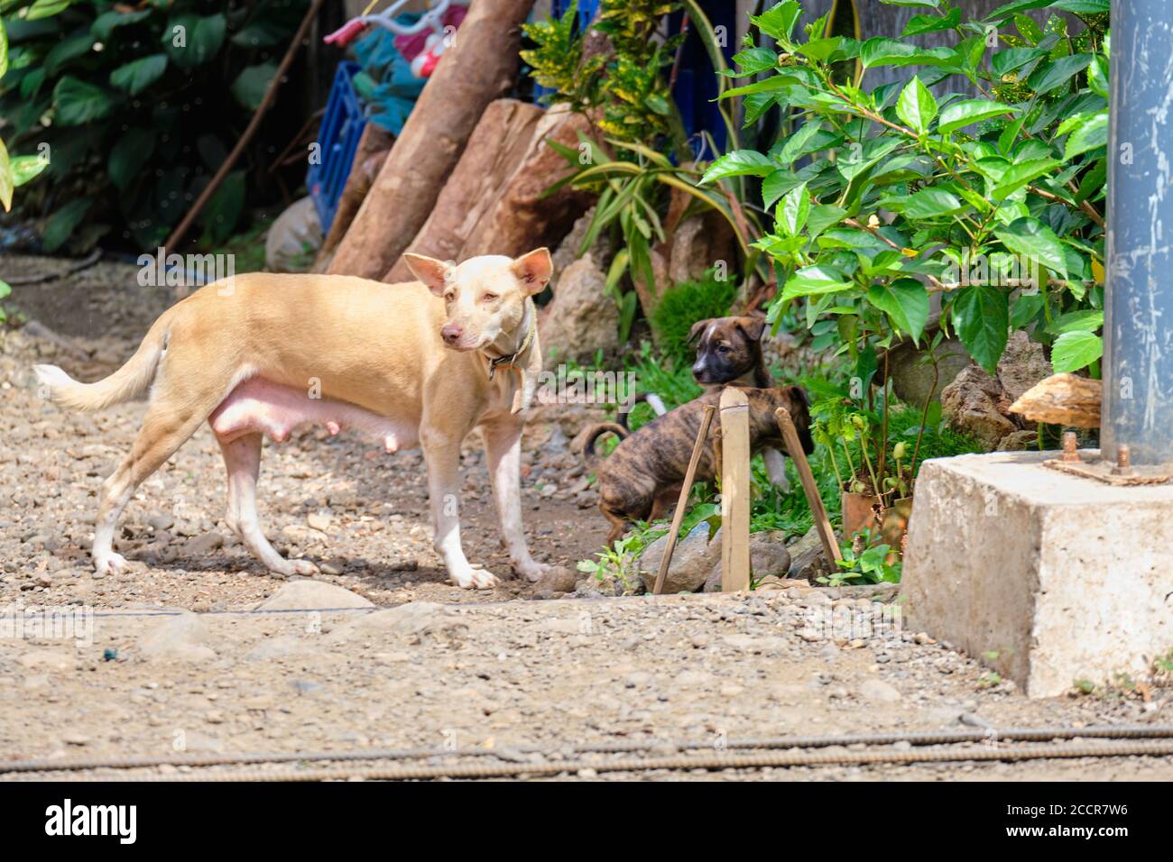 Dog philippines hi-res stock photography and images - Alamy