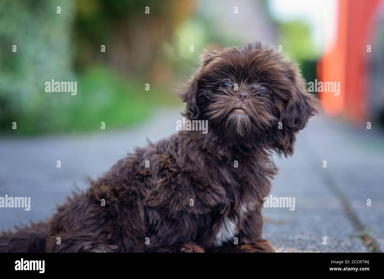 Shih poo hi-res stock photography and images - Alamy