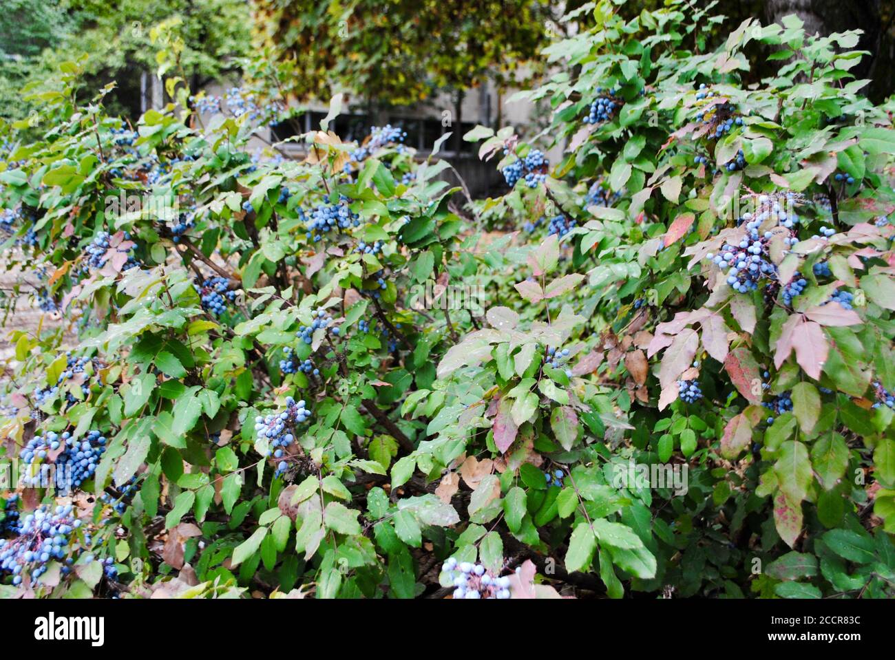 Beautiful wild blue berry bush. Ankara Turkey Stock Photo - Alamy