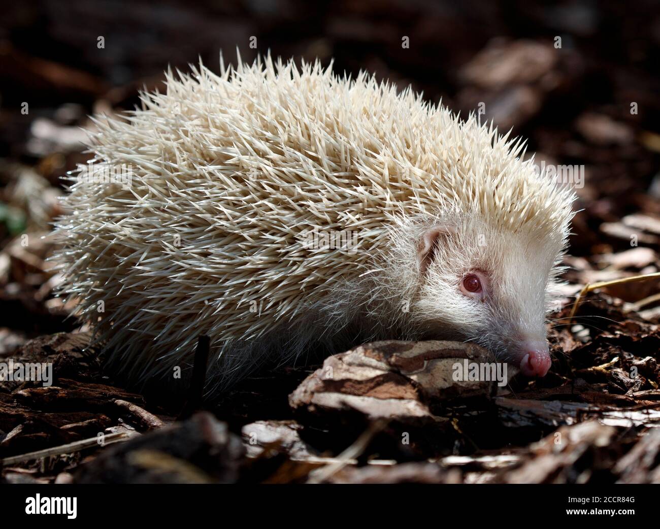 Jack Frost, an ultra rare albino Hedgehog, that has been rescued by ...