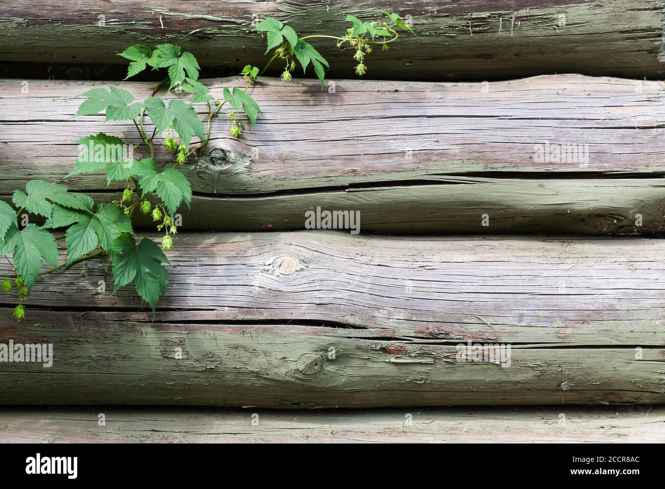 Hops plant leaves grow over old wooden wall, natural background texture ...