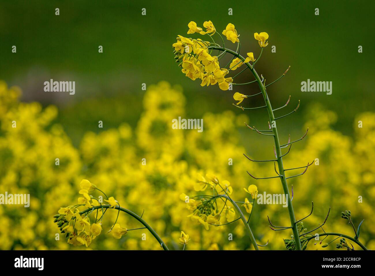 Vivid yellow canola/rapeseed crops growing in the Sussex sunshine Stock ...
