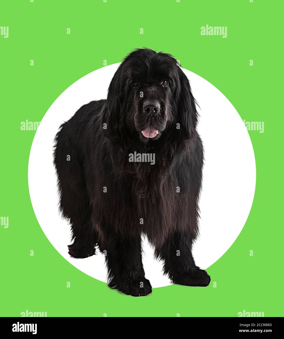 Dog with green background hi-res stock photography and images - Alamy